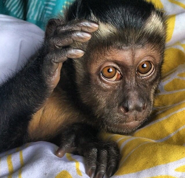 Wild About Monkeys! - Animals For Parties American Canyon, CA | GigMasters